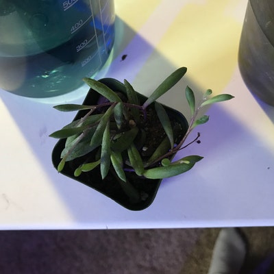 String of Little Pickles, Othonna Capensis ruby Necklace in 2 Inches ...