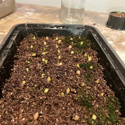 Hildewintera Colademononis Monkey Tail Cactus Seeds Super Furry Hybrid ...