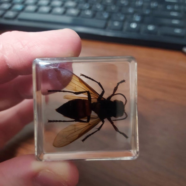 Real Giant Asian Water Bug in Clear Lucite Resin 109mm Preserved ...