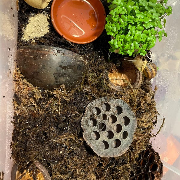 Land Snail Kit, Ideal for Garden Snails - Etsy
