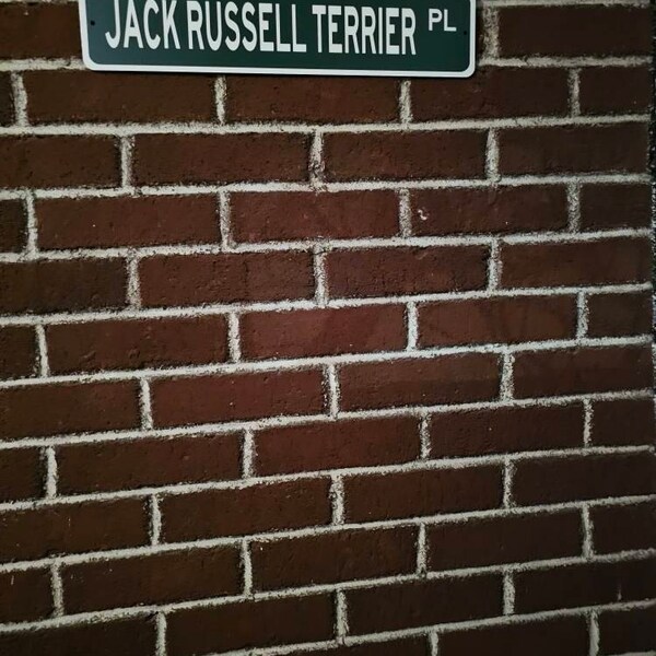 Jack Russell Terrier, Jack Russell Terrier Lover, Jack Russell Terrier ...