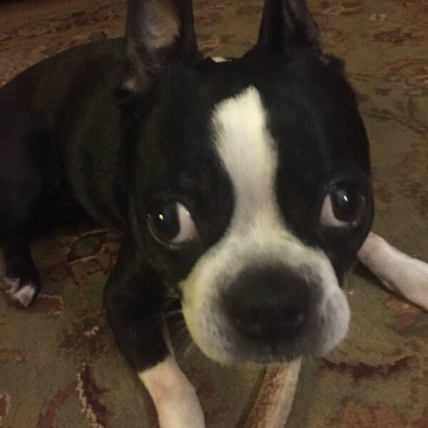 Handmade Cockapoo Cuddle Wrap Ring in Sterling Silver or 14k Gold - Etsy