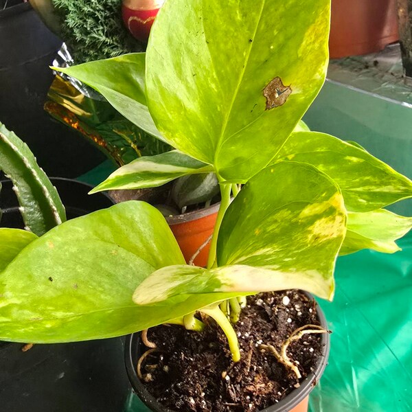 Pothos Marble “snow” Queen Starter Plant **(ALL Plants Require You to ...