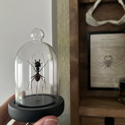 W39b Entomology Taxidermy Glass Dome Display Locust Cicada - Etsy