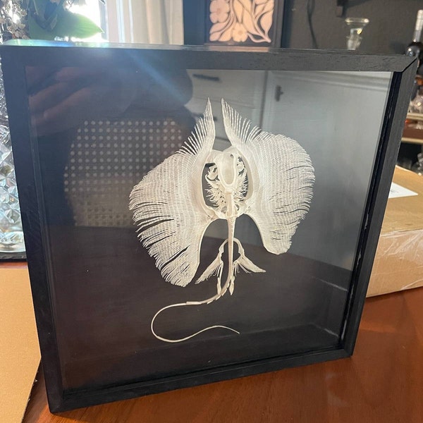 Real Lionfish Skeleton, Dendrochirus, Fish Taxidermy, on Queen Chess ...