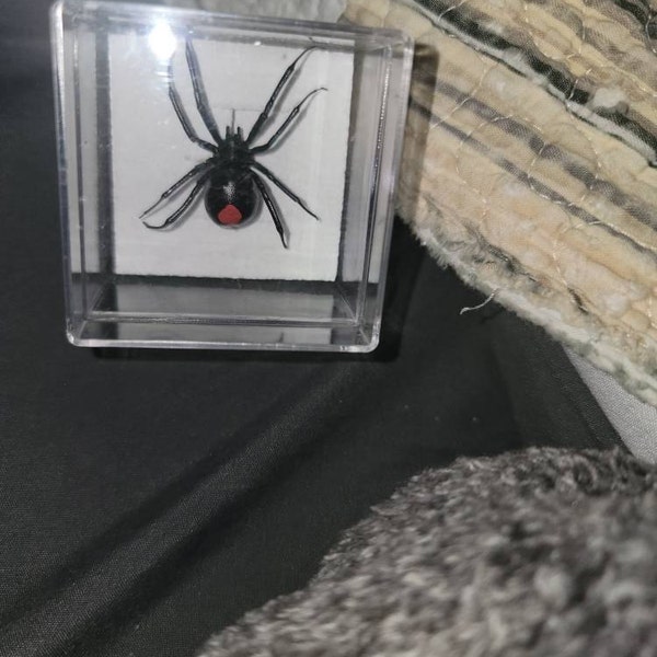 Giant Plastic Spider as Decoration Double Sized Realistic Giant House ...