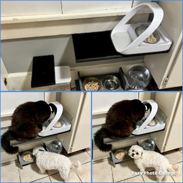 Large Cat Climbing Steps Wide & Long, Set of 4 Wall Mounted Shelves ...