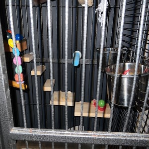 2 in 1 Perch Natural Wood Perch and Swinging Pine Dowel Perch With ...