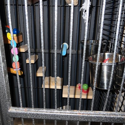 2 in 1 Perch Natural Wood Perch and Swinging Pine Dowel Perch With ...