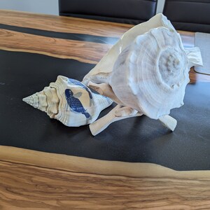HUGE Vintage White Lightning Whelk Conch Seashell X-large 9-12 Shell ...