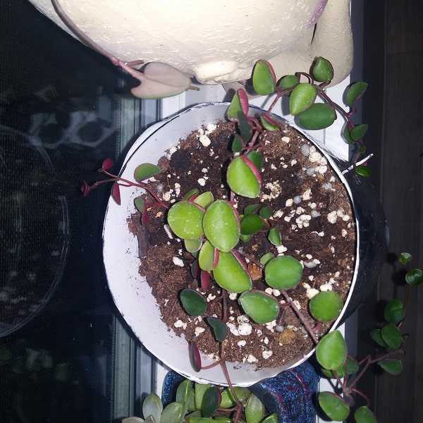 Peperomia ‘ruby Cascade’ Trailing Succulent, Indoor Plant - Etsy