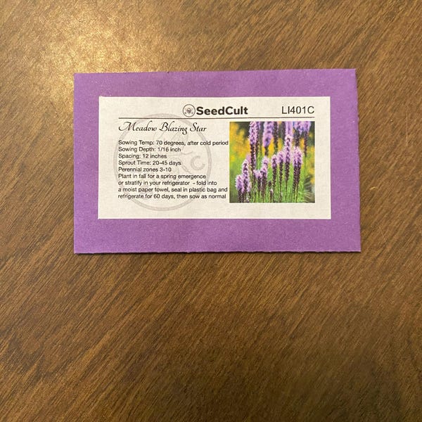 Astrantia Major Rose Symphony Seeds, Masterwort, Hattie’s Pincushion ...