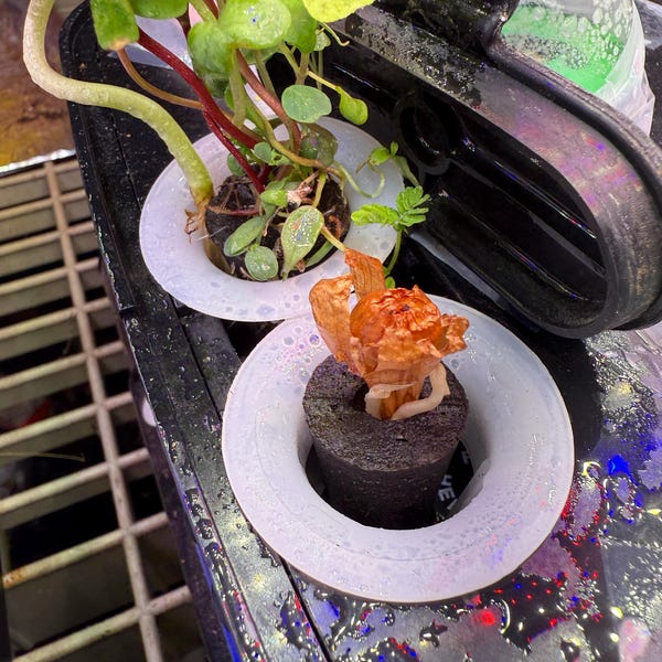 Bulbine Torta, Super Rare Succulent！ - Etsy