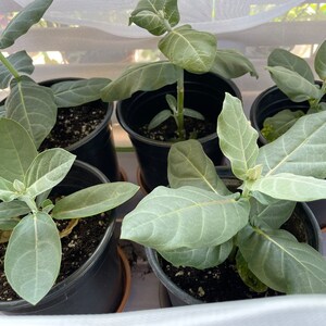 Silky Gold Milkweed Seeds asclepias Curassavica 'silky - Etsy