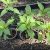 Lille Lise Micro Dwarf Tomato 30+ Fresh Seeds for 2025 - Etsy
