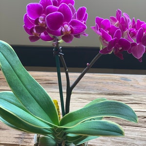 Awarded cotton Candy Phal. Cheng-de Beauty - Etsy