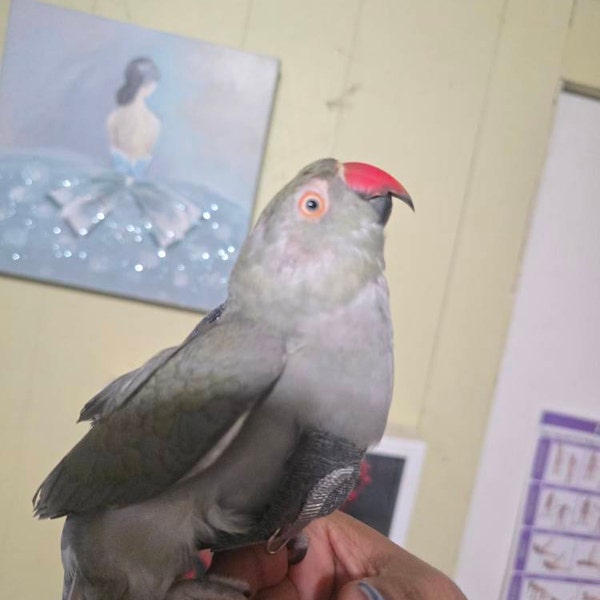 Jean Bird Diaper Parrot Flight Suit +2meters Leash Cockatiel Lovebird ...