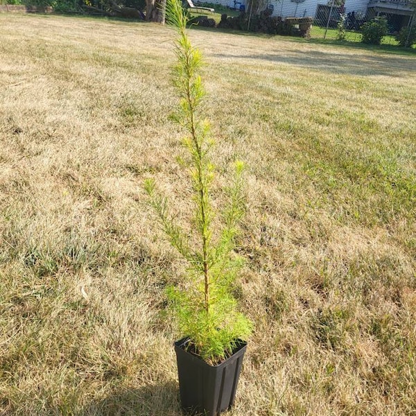 Western Larch Tree in Small Nursery Pot. Larix Occidentalis. Western ...