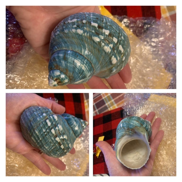 Big Size Hermit Crab Sea Shell, 1 7/8" - 2 1/4" Opening Hole.green ...