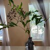 Pheasant Wood, Kassod senna Siamea Rare Hardwood Tree Live Plant - Etsy