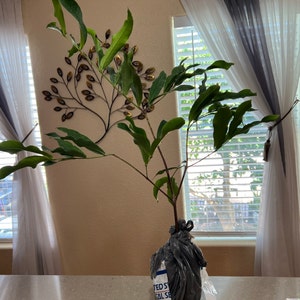 Inca Nut, Sacha Inchi plukenetia Volubilis Live Plant - Etsy