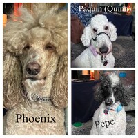 Unfinished Wooden Window Shape Cathedral Church Window Blank Cutout ...