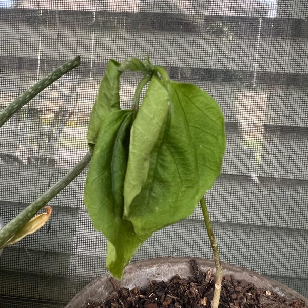 Royal Intenz Magnifica Medinilla Plant~~live Well Rooted Starter Plant ...
