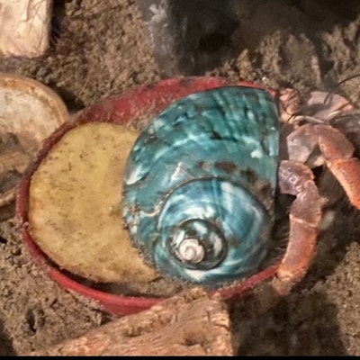 Dove Shells Dotted Tiny Shells 3/8 1/2 Inch 1/4 Cup - Etsy