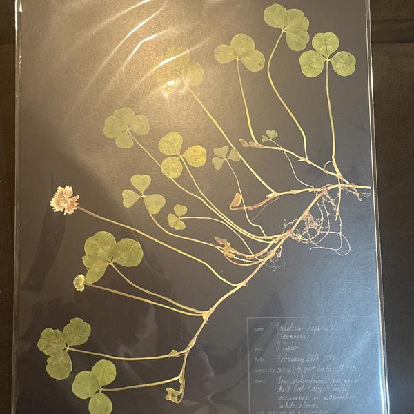 Double Four Leaf Clover Print; Pressed Clover Herbarium Print of Rare ...