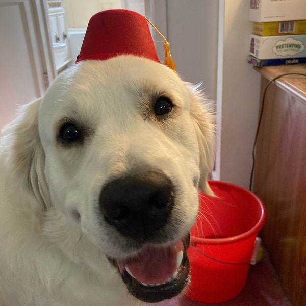 Womens Girls Pet Dog Cat Adult Child Mini Red Fez Hat on A Headband ...