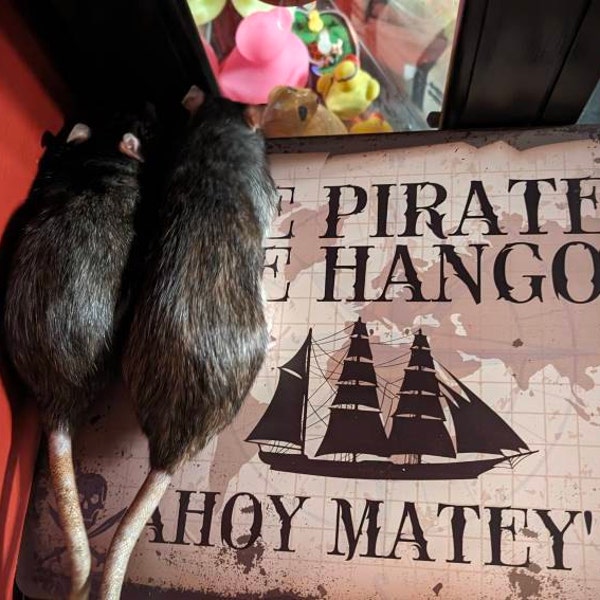 Pirates Cove Hangout Sign, Pirates Hangout, Pirate Lover Sign, Sign for ...