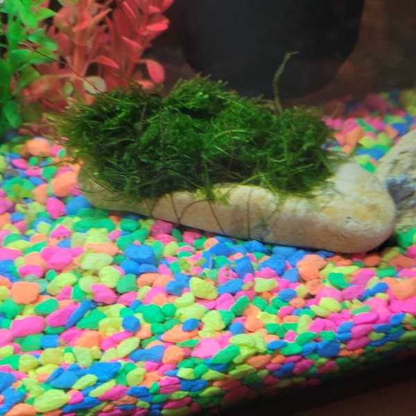 Vintage Rheostat - Variable Resistor Made by Stemco - Etsy