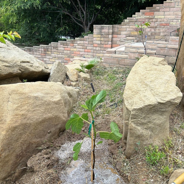 2-3 Feet Tall 'deanna' Fig Fruit Tree - Large Fruit Cultivar for Colder ...