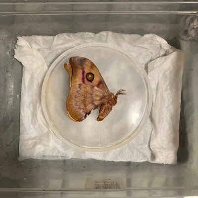 Riker Mount ONE Display Case Frame Shadow Box Choose Size - Etsy