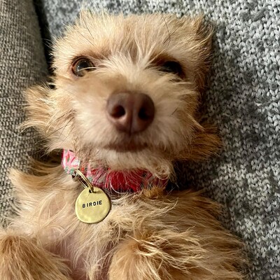 NICO Small: Luxury Hand Stamped Personalized Custom Pet ID Tags for ...