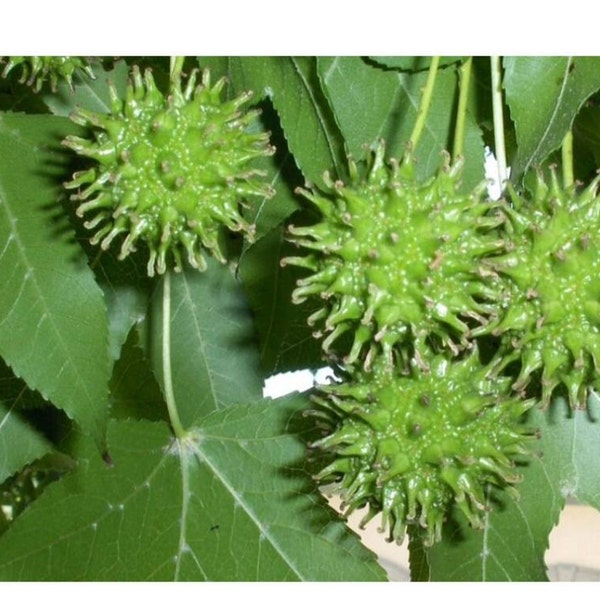 25 Fresh Green Sweet Gum Balls Sweet Gum Tree Fruit Liquidambar ...