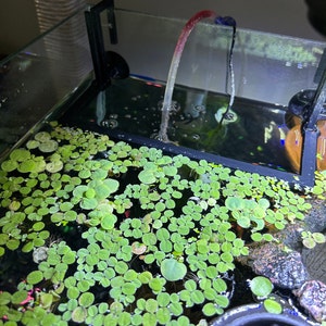 Floating Plant Corral Self Leveling Free Mystery Plant - Etsy