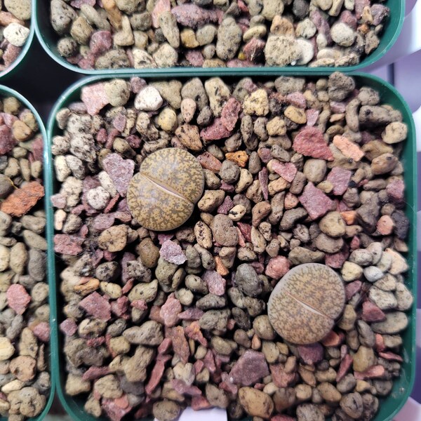 Plant -1- Dinteranthus.vanzylii × L.lesliei Dinterops “stonesthrow” - Etsy