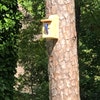 2 Cedar Bluebird Houses-hand Crafted, Rough Cut Cedar - Etsy