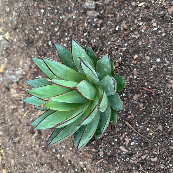 Blue Glow Agave | 3 Gallon | Live Succulent Plant | Cactus | Indoor ...
