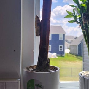 Kamadhenu Milk Junnu Powder | Colostrum Powder - Etsy