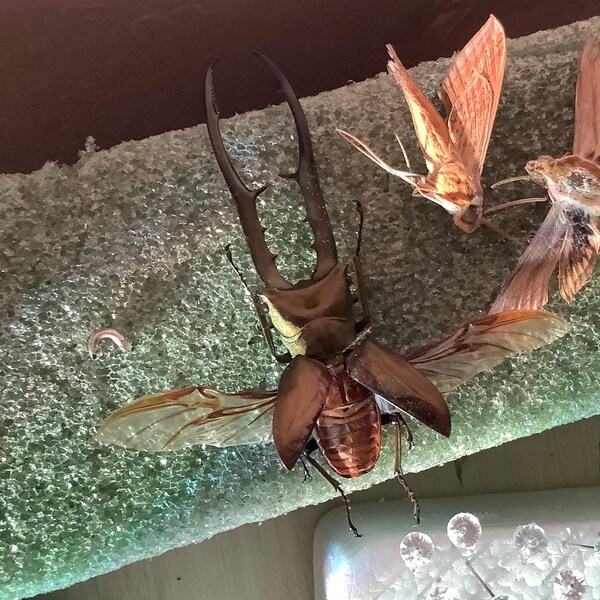 Sand Spotted Tan Weevil Beetle Rhinoscapha Sp3 Real Insect Bug ...