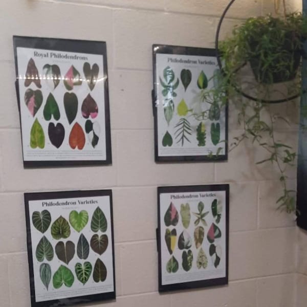 Monstera Varieties - Plant Identification Chart - Digital Download - Etsy