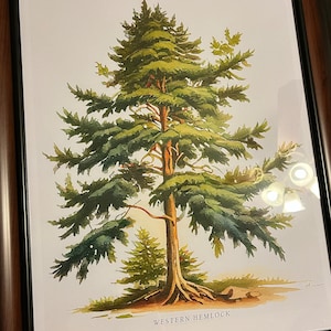 Florida State Flower, Florida Flower Market Art Print, Orange Blossom ...