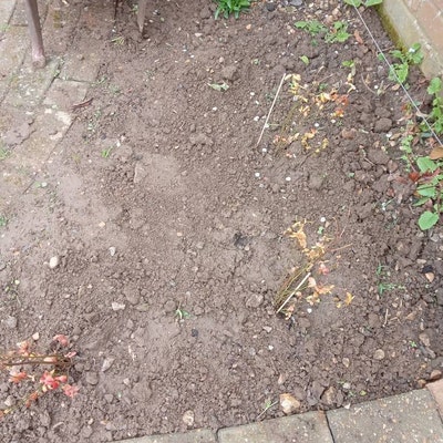 Rose 'fantastic at 60' Happy Birthday Rose Gift Wrapped With Huge Bow ...