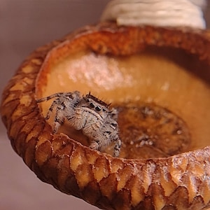 Jumping Spider Magnetic Acorn Ledge/hide classic Acorn, Flat Saucer ...