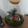Plant Terrarium Kit Palm 3 Terrarium Plants Closed Terrarium Plants Do ...