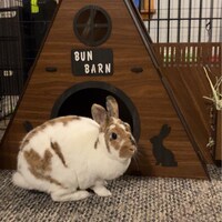 Modern Rabbit House, Indoor Rabbit Castle, Rabbit Furniture, Extra ...