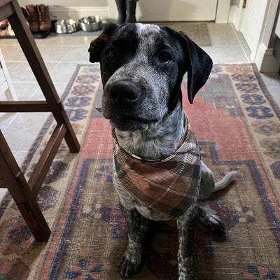 Pet ID Tag for Dogs, Dog Tag, Funny Pet Tags, Cute Pet ID Tags, Dog ...