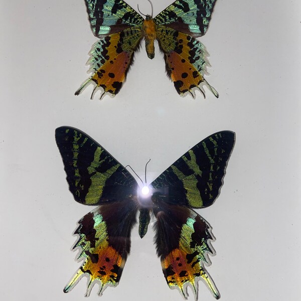 Urania Ripheus Moth in a Frame - Etsy